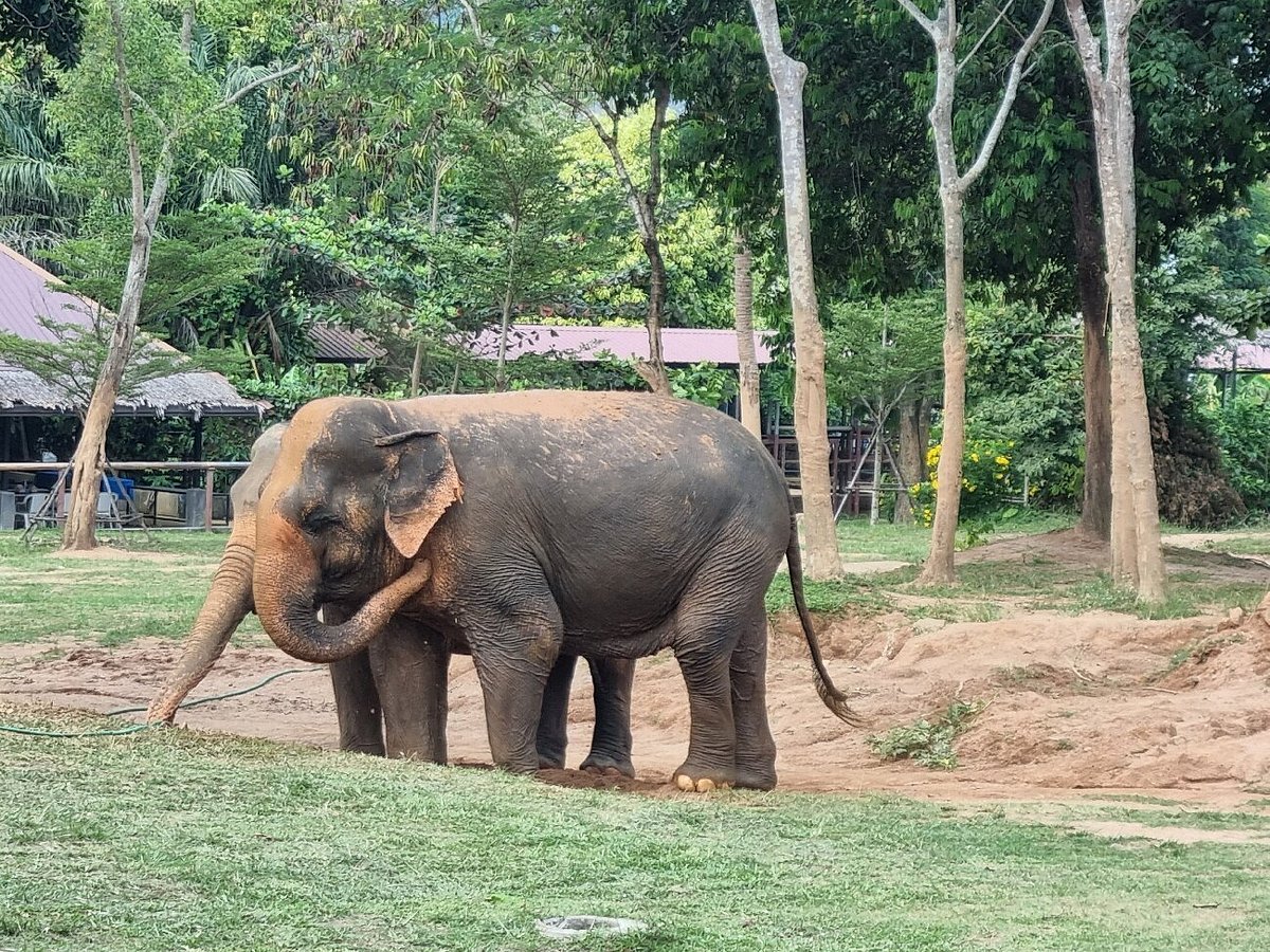 Samui Elephant Sanctuary - Koh Samui Thailand